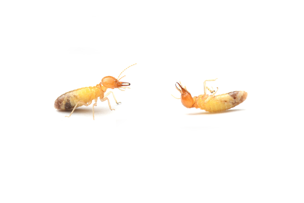 Termite Control – Morris Pest Control